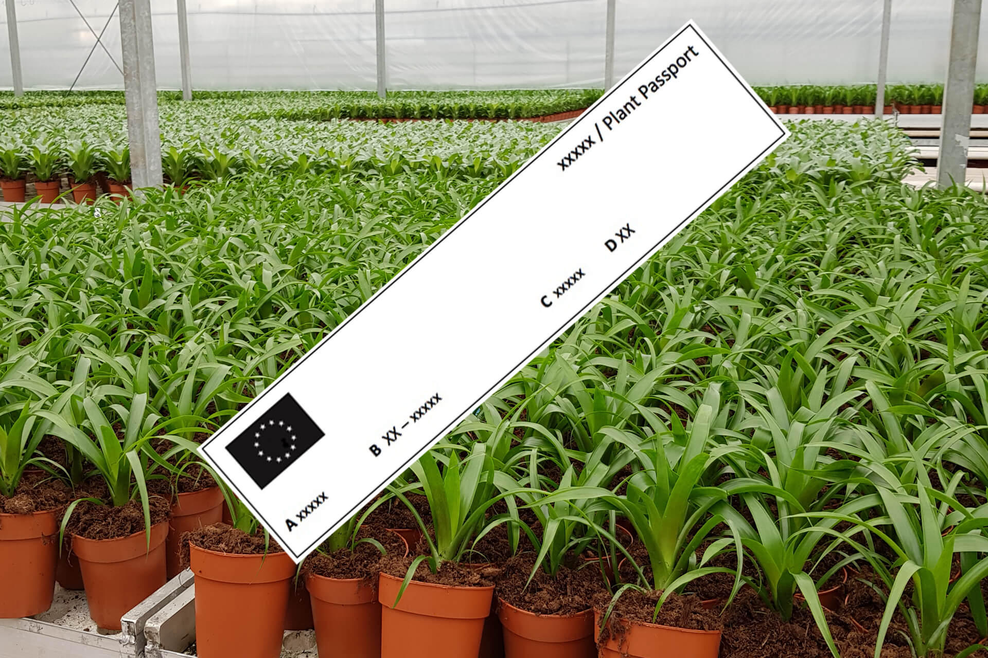 Plant Passport Printing Layout PrintSafe - PrintSafe